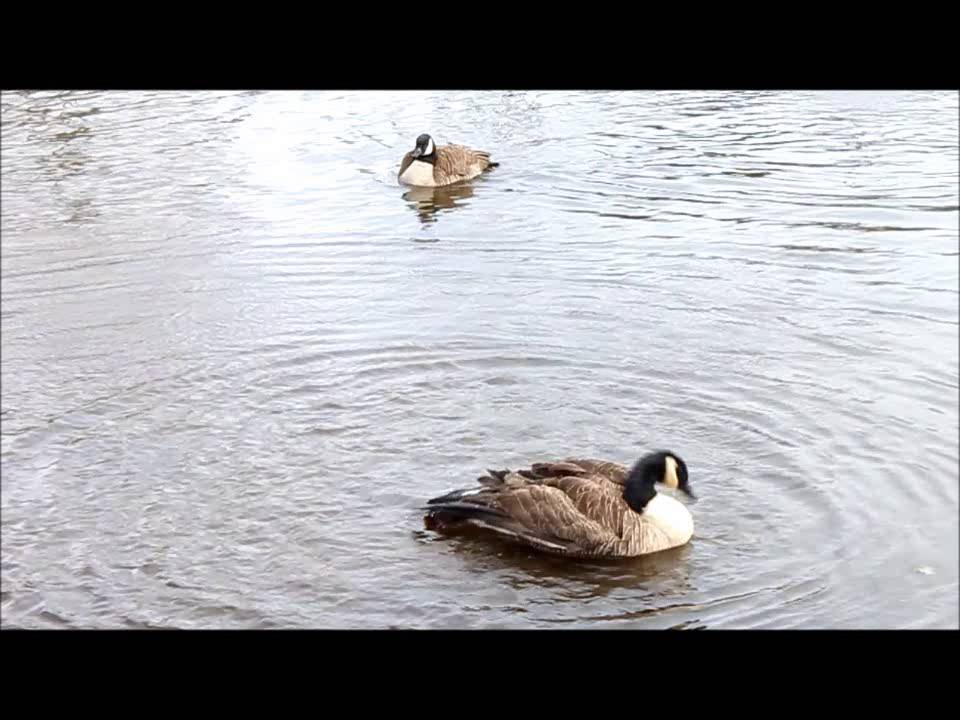 Canadian Geese Bathing - YouTube