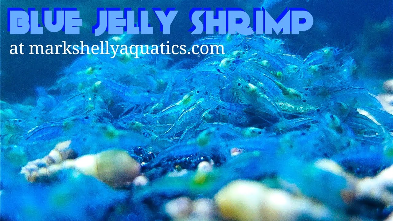 Blue Jelly Shrimp at markshellyaquatics.com - YouTube