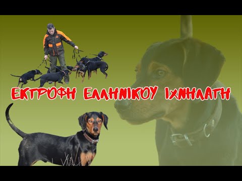 ΕΚΤΡΟΦΗ ΕΛΛΗΝΙΚΟΥ ΙΧΝΗΛΑΤΗ - YouTube