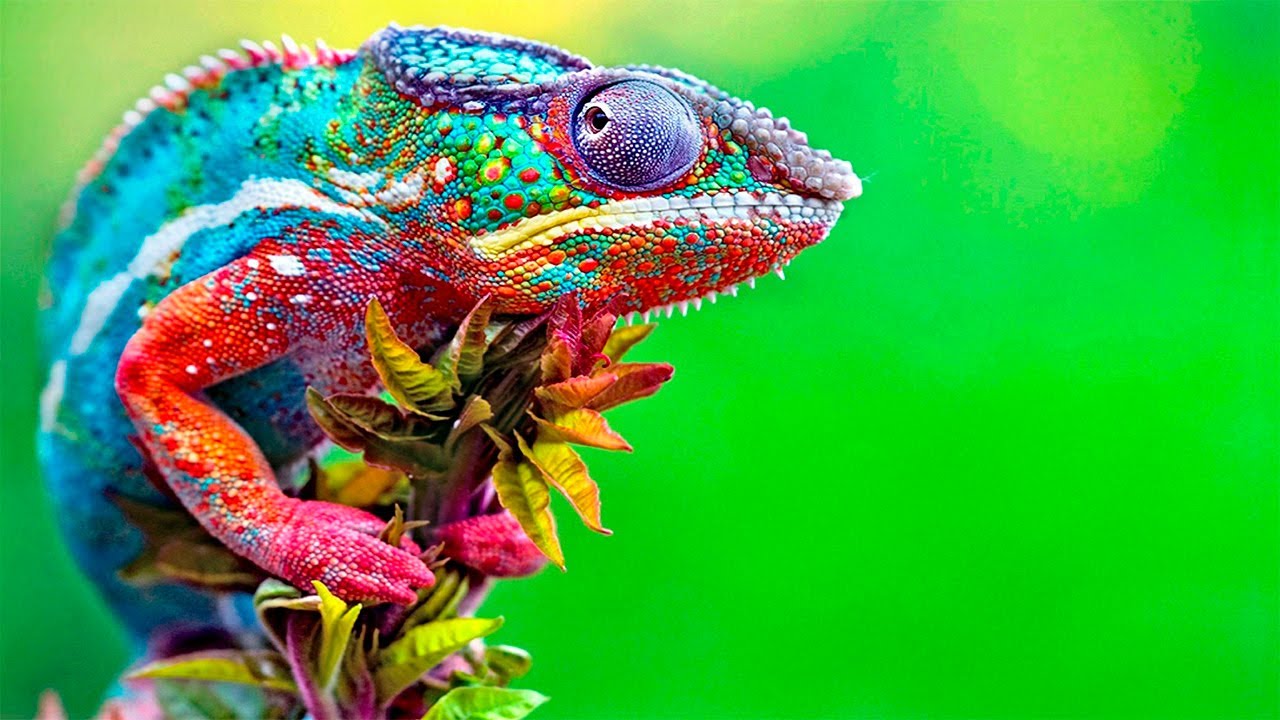 🦎Sonido de Camaleon 1 Hora🦎 Chameleon Sound 1 Hour🦎 - YouTube