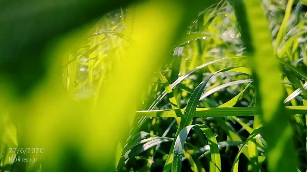 Nature Slow Motion Videos, green Plants Videos,Nature Slow Motion ...