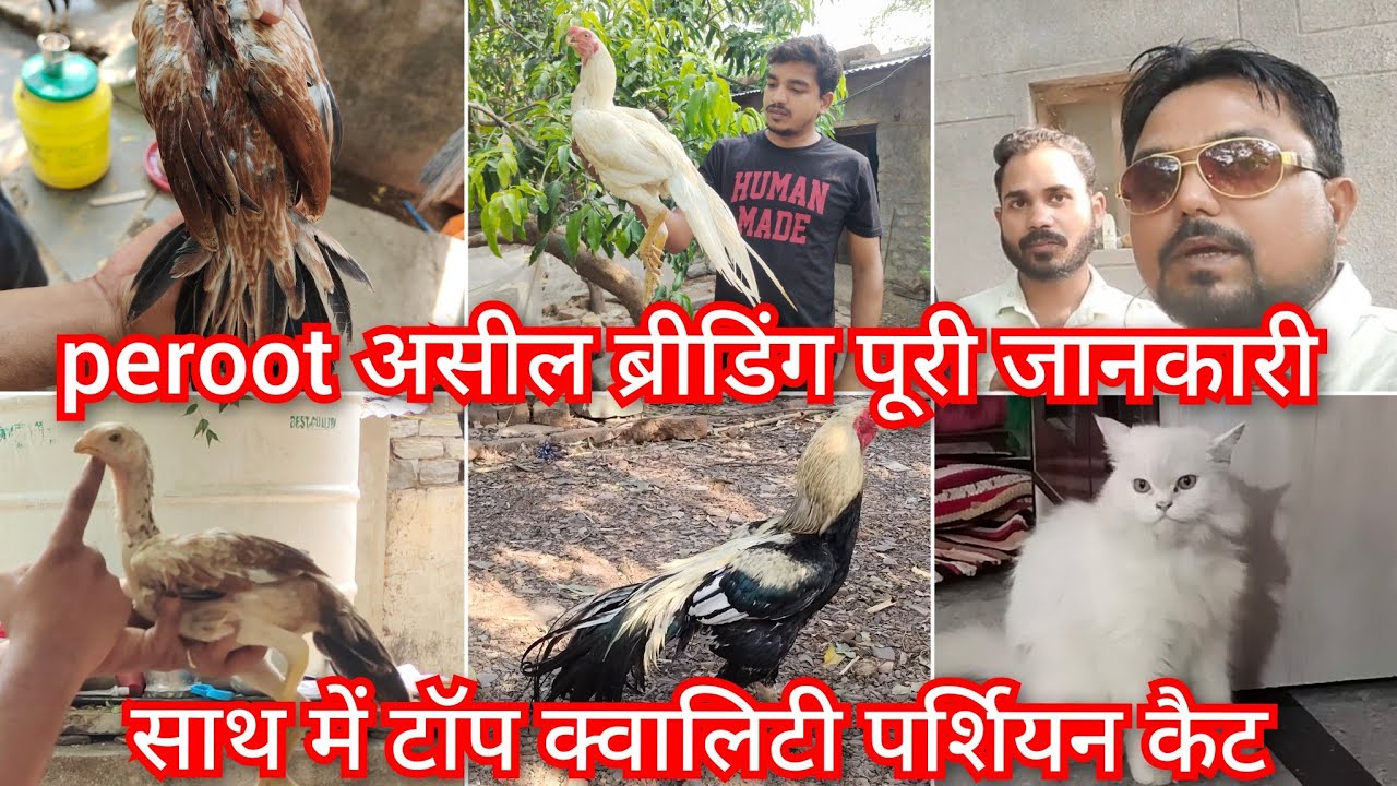 peroot असील ब्रीडिंग पूरी जानकारी // सऊदी अरब तक भेजने की तयारी - YouTube