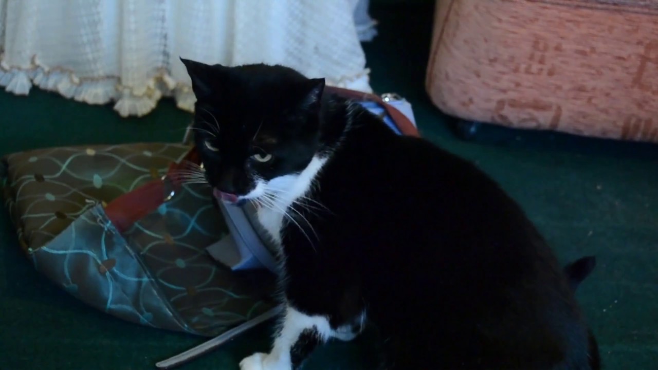 Mitsy Elderly Cat Who Meows a Lot - YouTube