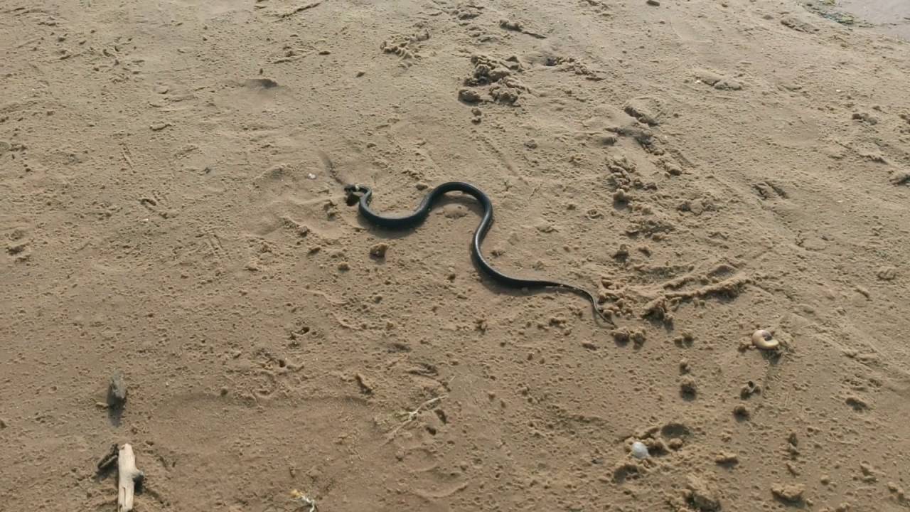 Zalktis Jūrmalā - YouTube