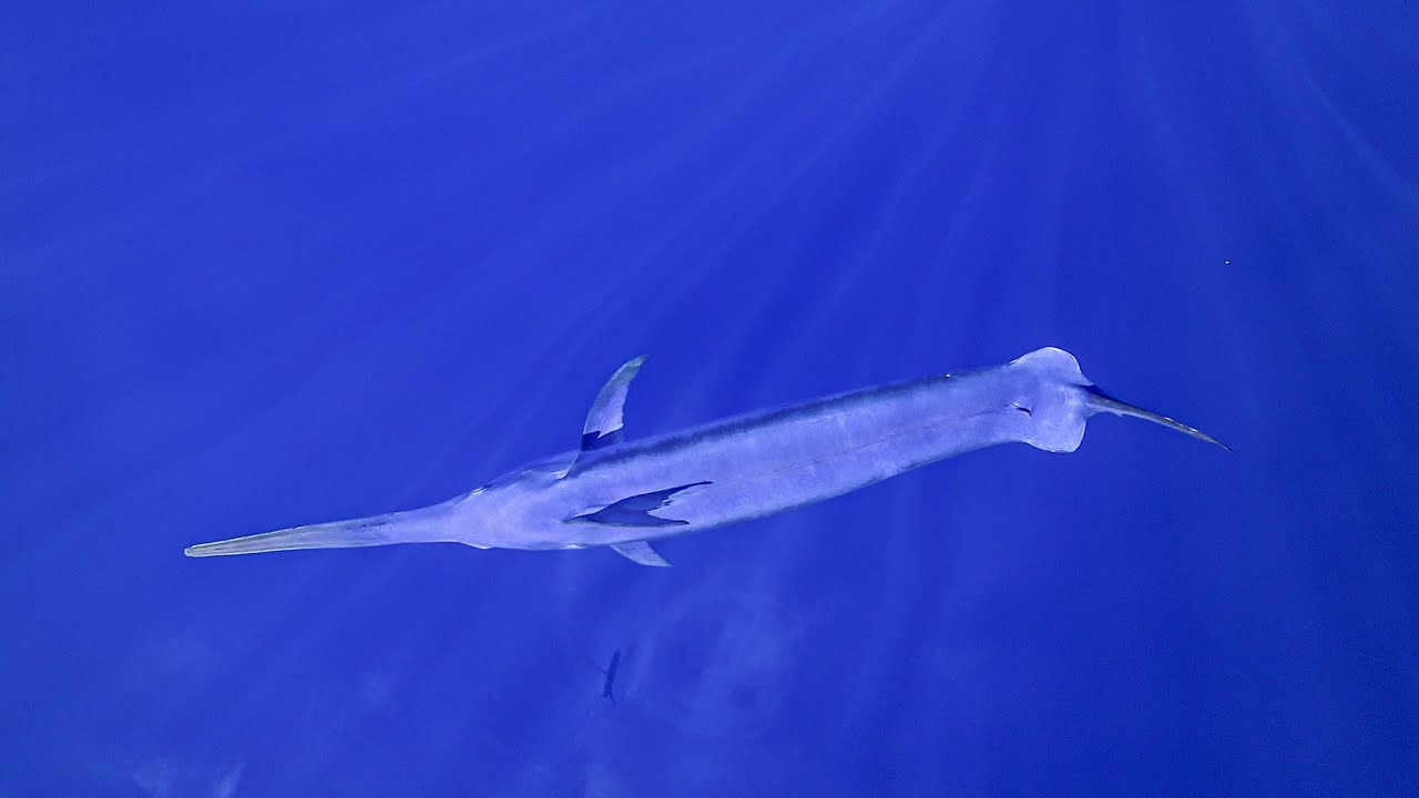 Catching a Daytime Surface Swordfish With Live Bait (PART 2) - YouTube