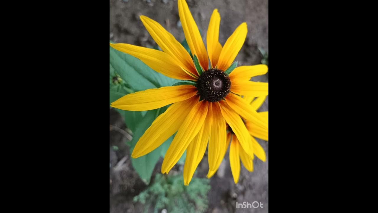 Прогулка ранним утром Пение птиц и приятная музыка Youtube