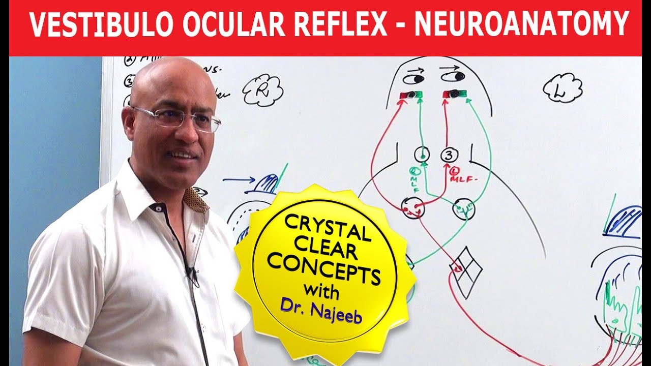 Vestibulo Ocular Reflex Animation