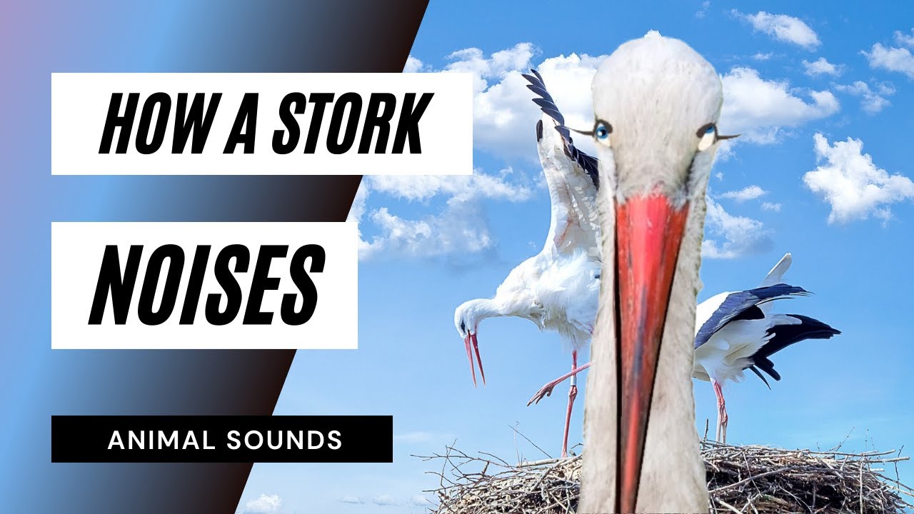 The Animal Sounds: How Stork Sounds / Sound Effect / Animation - YouTube
