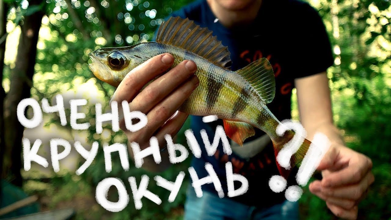 ПОЕЗДКА В ЛИТВУ / БЕЗУМНАЯ РЫБАЛКА / Trip to Lithuania and Fishing ...