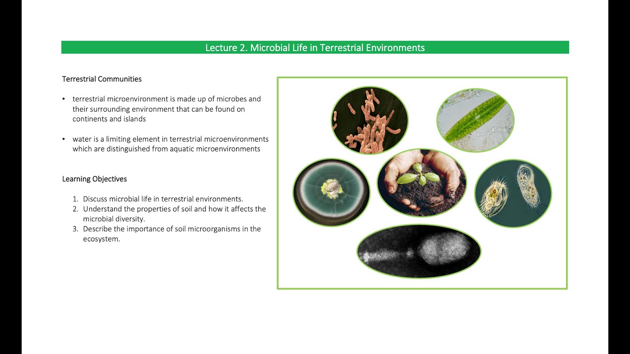 Lecture 2. Microbial Life in Terrestrial Environments - YouTube