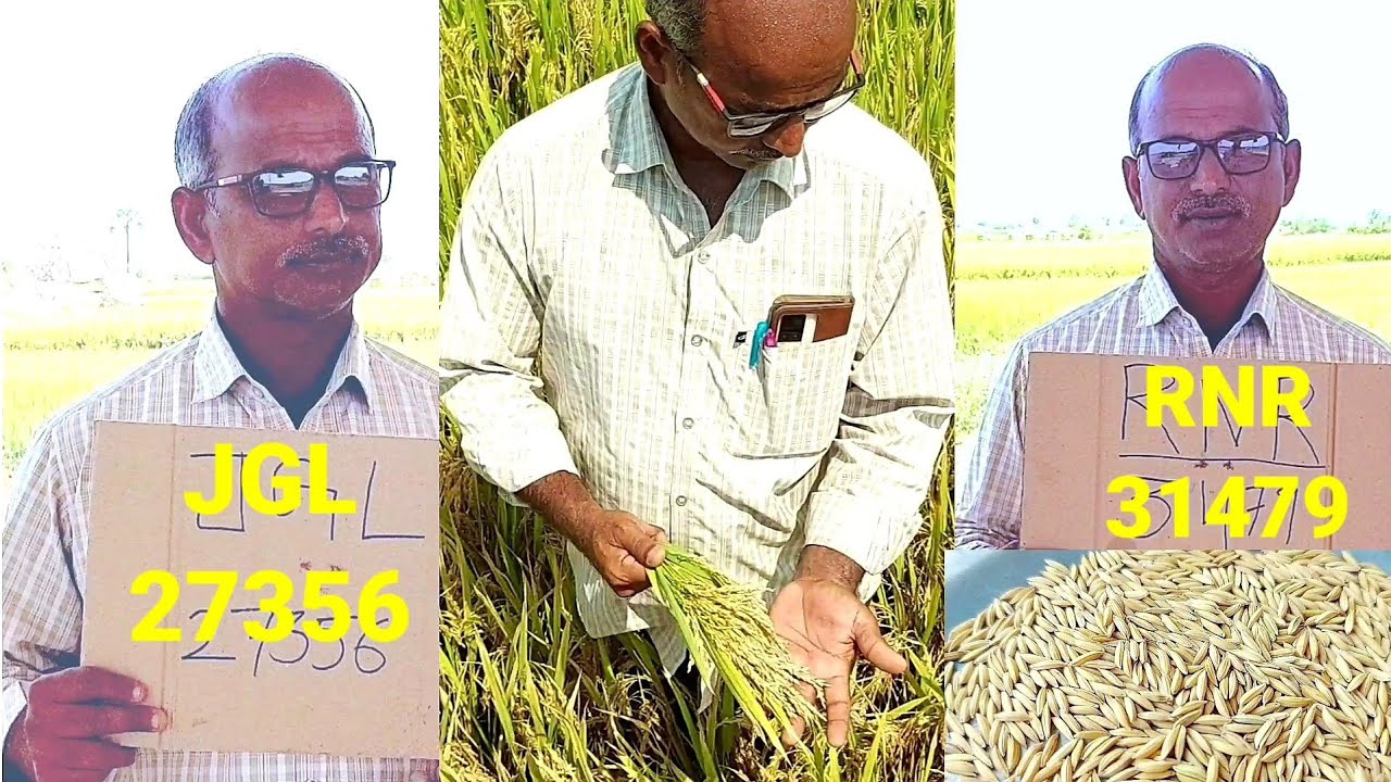 నూతన వరి వంగడాలు పండించాను లాభసాటిగా చాలా బాగుంది|New variety paddy ...
