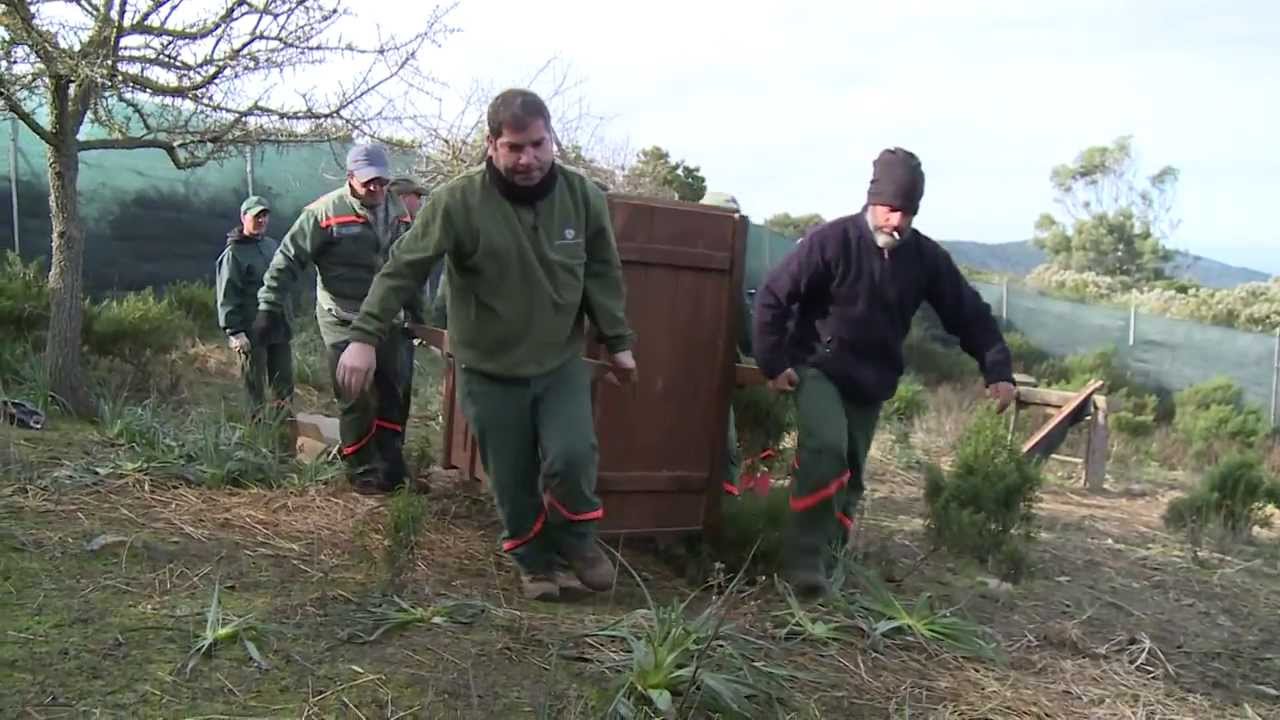 ONE DEER TWO ISLANDS: FASE TRE- TRASPORTO E RILASCIO - YouTube