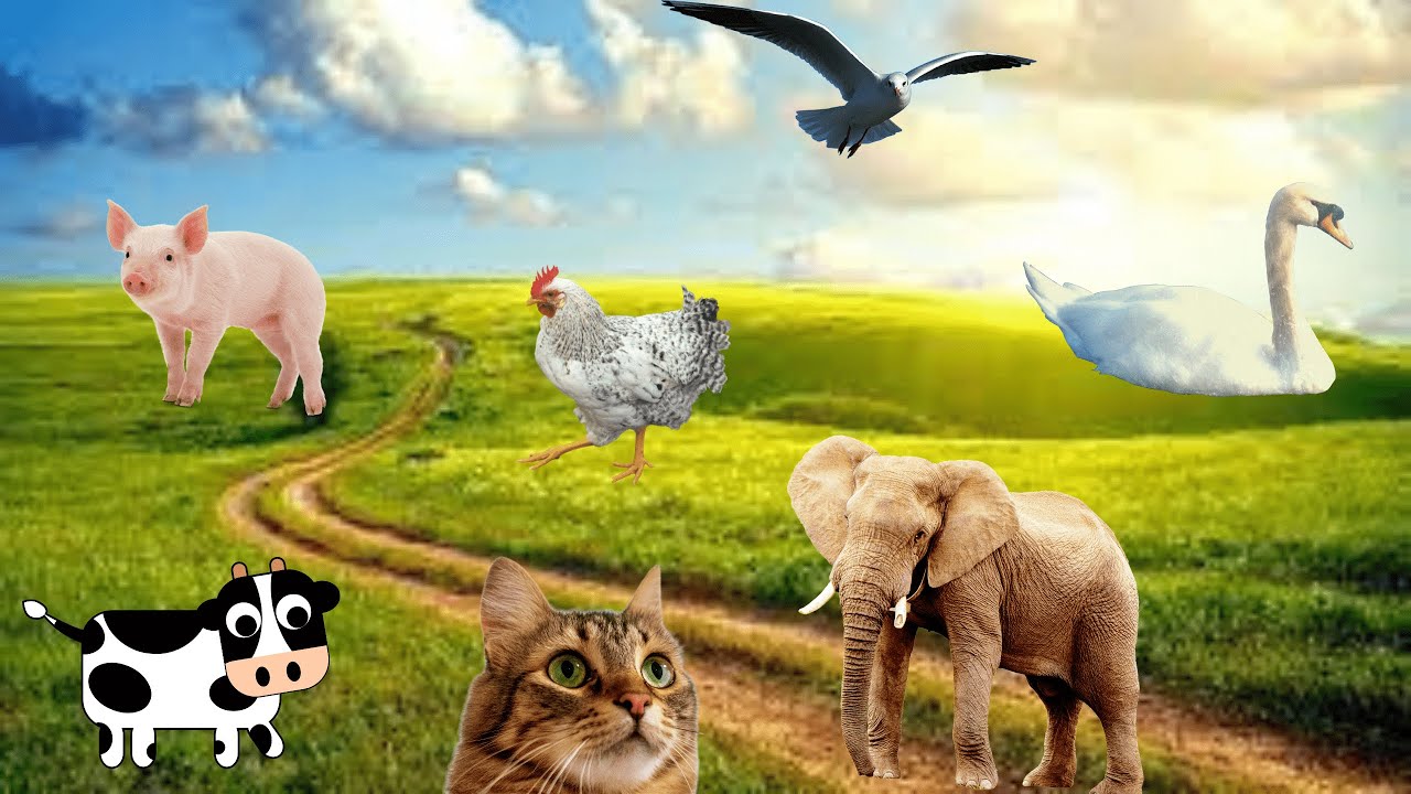 Learn animal sounds | beautiful soothing animal sounds : cow, horse ...