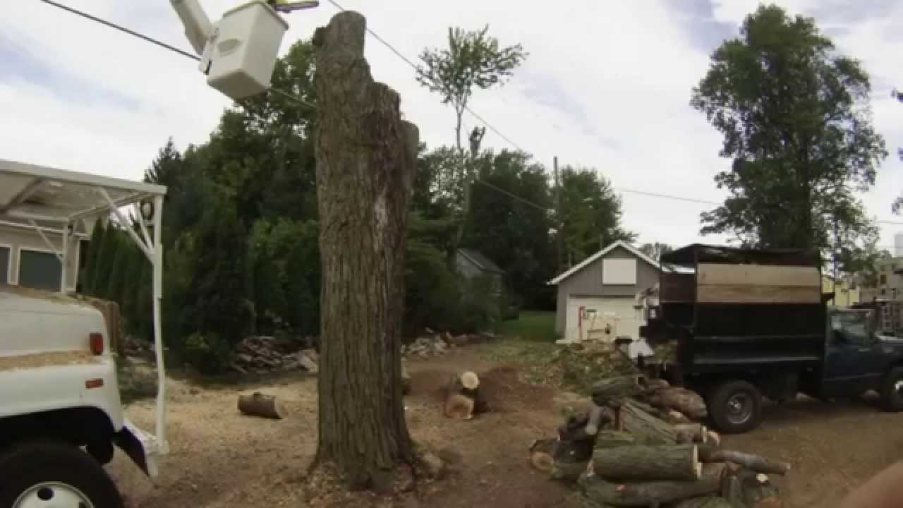 POV of a Ground Guy Working With a Arborist - YouTube