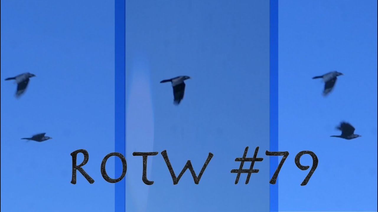 Raven of the Week #79 - YouTube