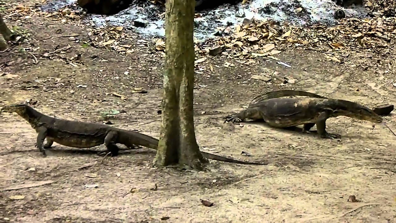 Varaner på Koh Rok - YouTube