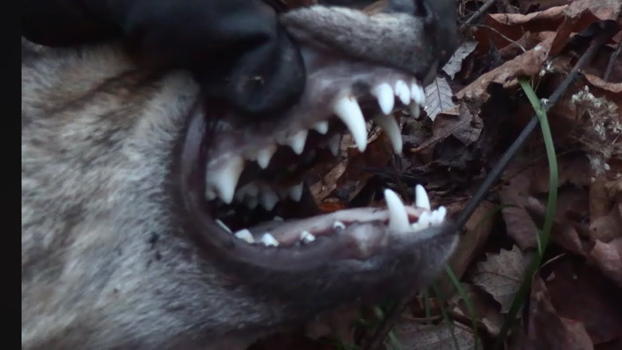 24 second coyote | 53 grain vMax vs Coyote - YouTube