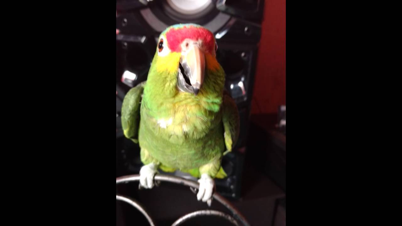 Loro hablando - YouTube
