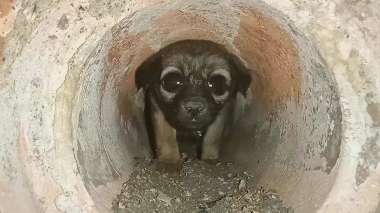 Stray Puppies Stuck in Sewer Pipe Rescued by Rescue Foundation ...
