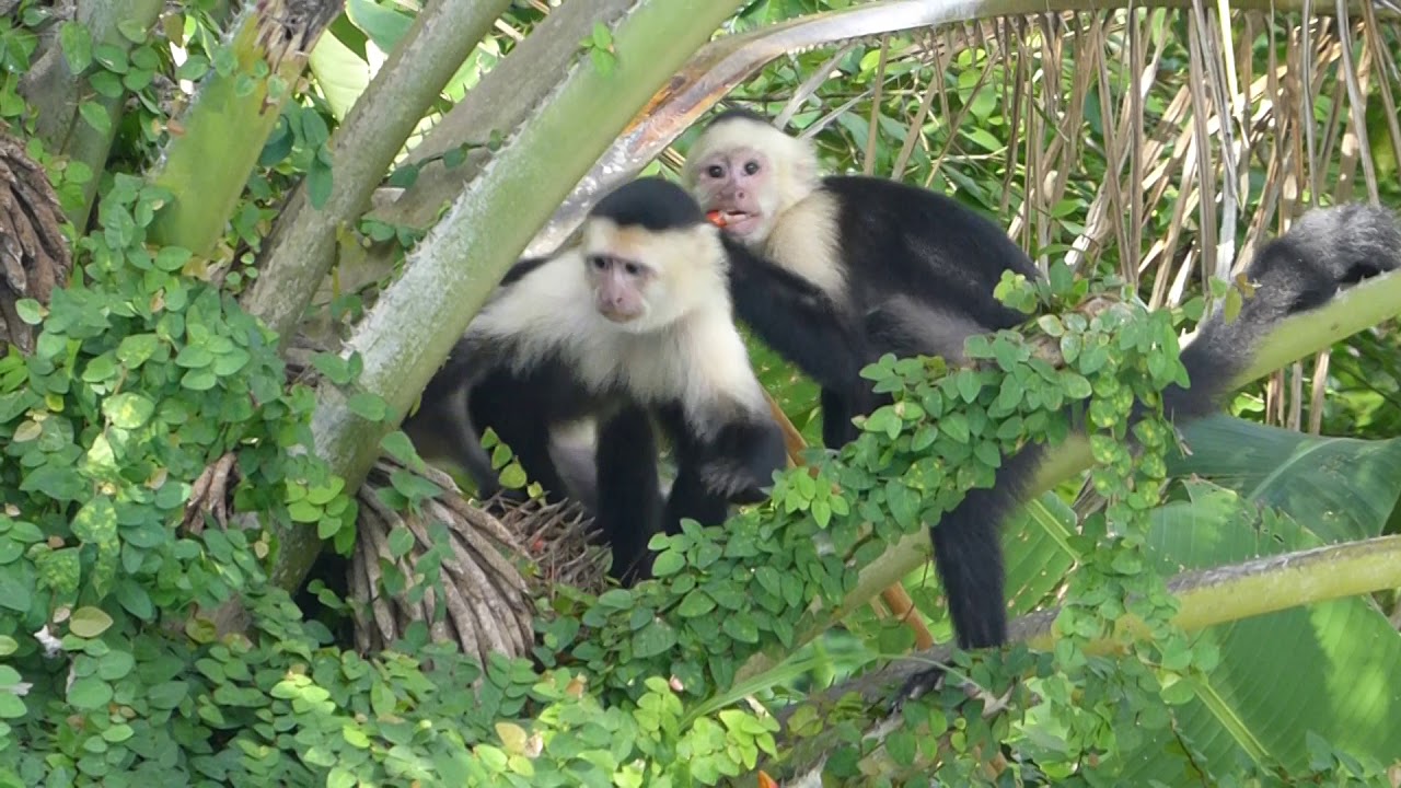Monkeys eating peach palms at the Pool at Hotel DoceLunas - YouTube