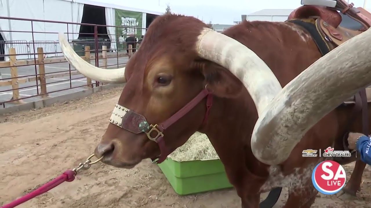 Longhorns bringing Texas flare to the San Antonio Stock Show & Rodeo ...