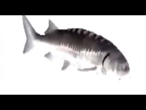 Fish spinning to Funky Town - YouTube