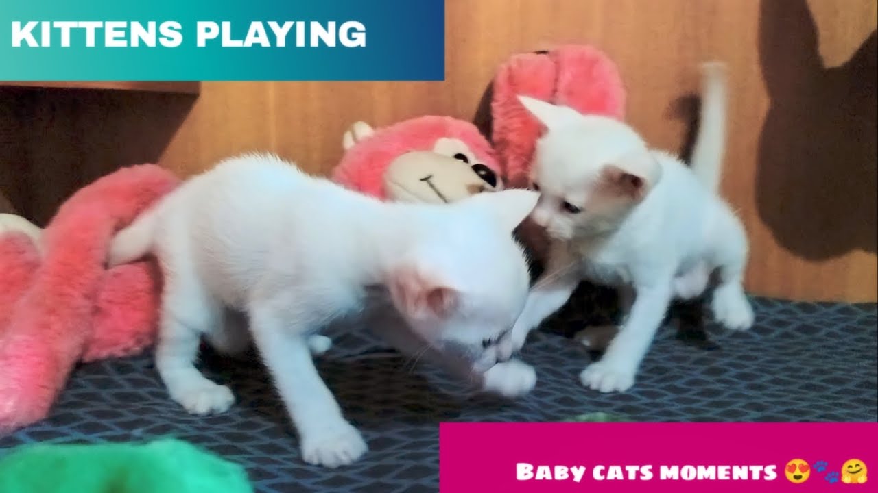 cat videos | kittens meowing | kittens Playing | cats playing #cats # ...
