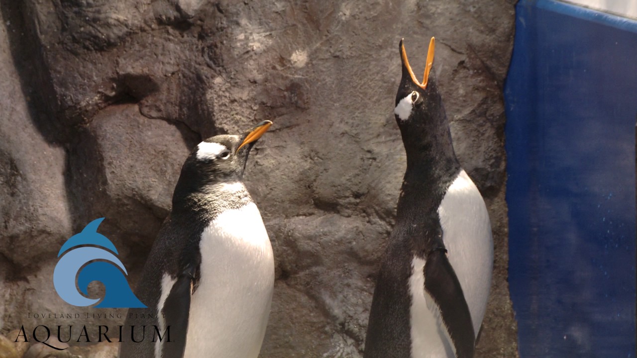 Gentoo penguin call - YouTube