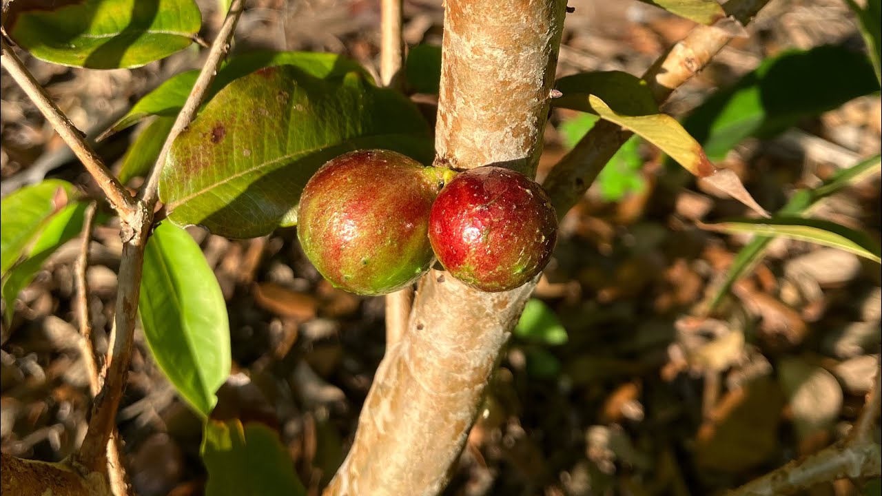 Jaboticaba - Scarlet seedling. Fruiting after 3 years. - YouTube