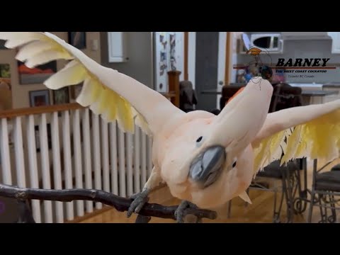 Ha Ha Ha Ha Whoo!! 🤣 What a Fabulous Performance!! Go Barney!! 🕺 - YouTube