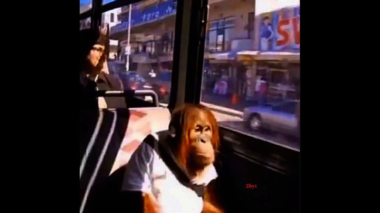 Orangootan riding a bus - YouTube