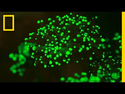 Biologist Illuminates Glowing Underwater World | National Geographic ...