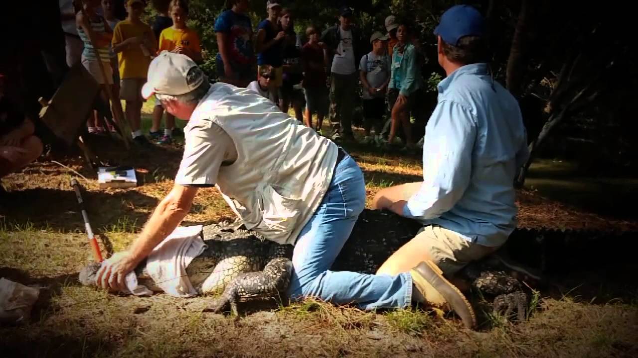 how to sit on an alligator - YouTube