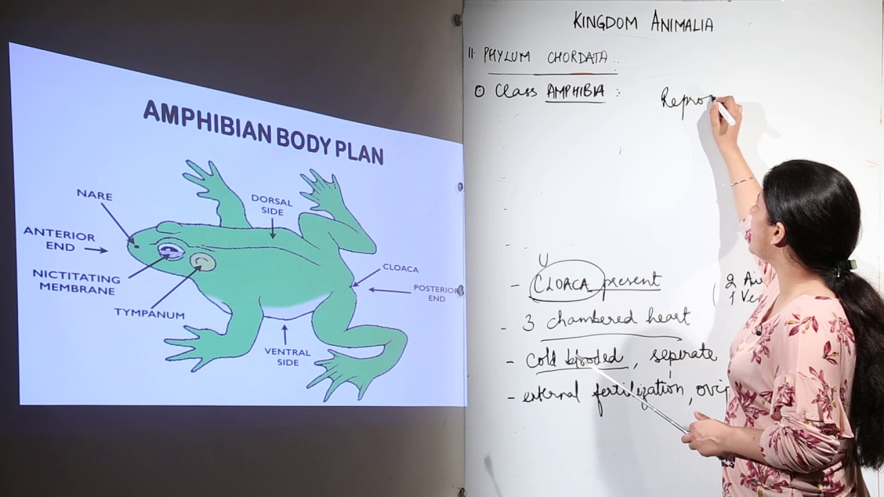 IMPORTANT l CBSE CLASS 11 BIO | UNIT 1 | Biological Classification ...