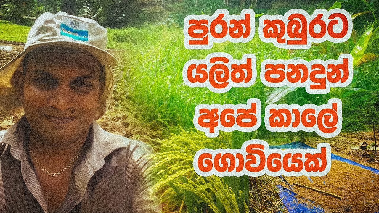 Sri Lankawe Puran kuburu aswaddamu පුරන් කුබුරු අස්වැද්දුම - YouTube
