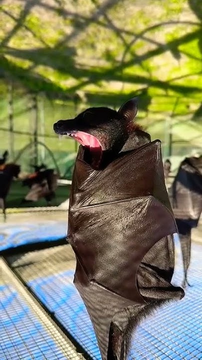 Bat Only Flying Mammal On Earth Youtube