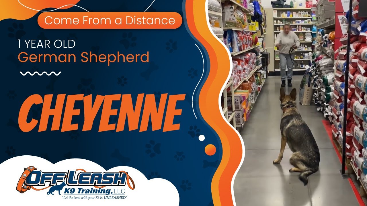 1 yo German Shepherd Cheyenne ~ Best German Shepherd Trainers ~ Off ...