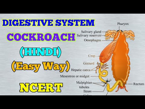 #NCERT#Digestive System of Cockroach (Hindi) Easy way - YouTube