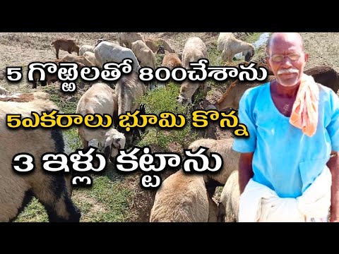 5 గొఱ్ఱెలతో 800 చేశాను 5 ఎకరాల భూమి కొన్న!!raith.neelayya sheep farm ...
