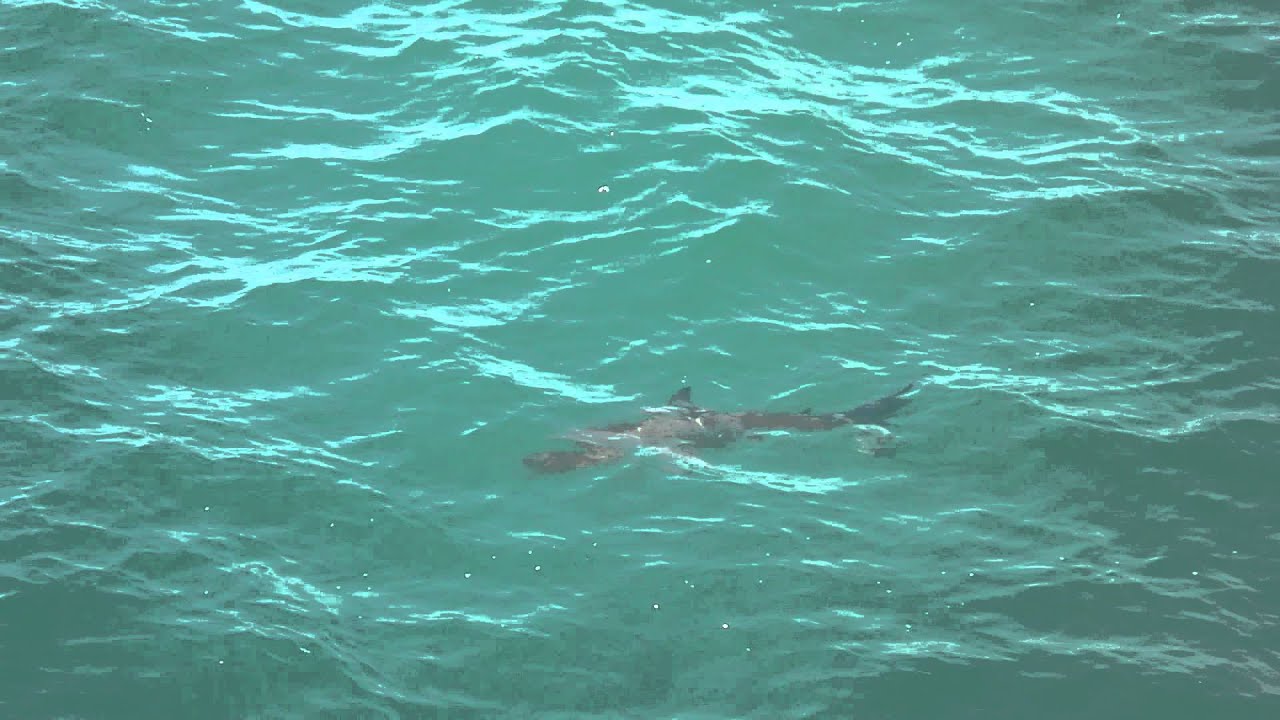 Black tip shark swimming off pier Emerald Isle NC - YouTube