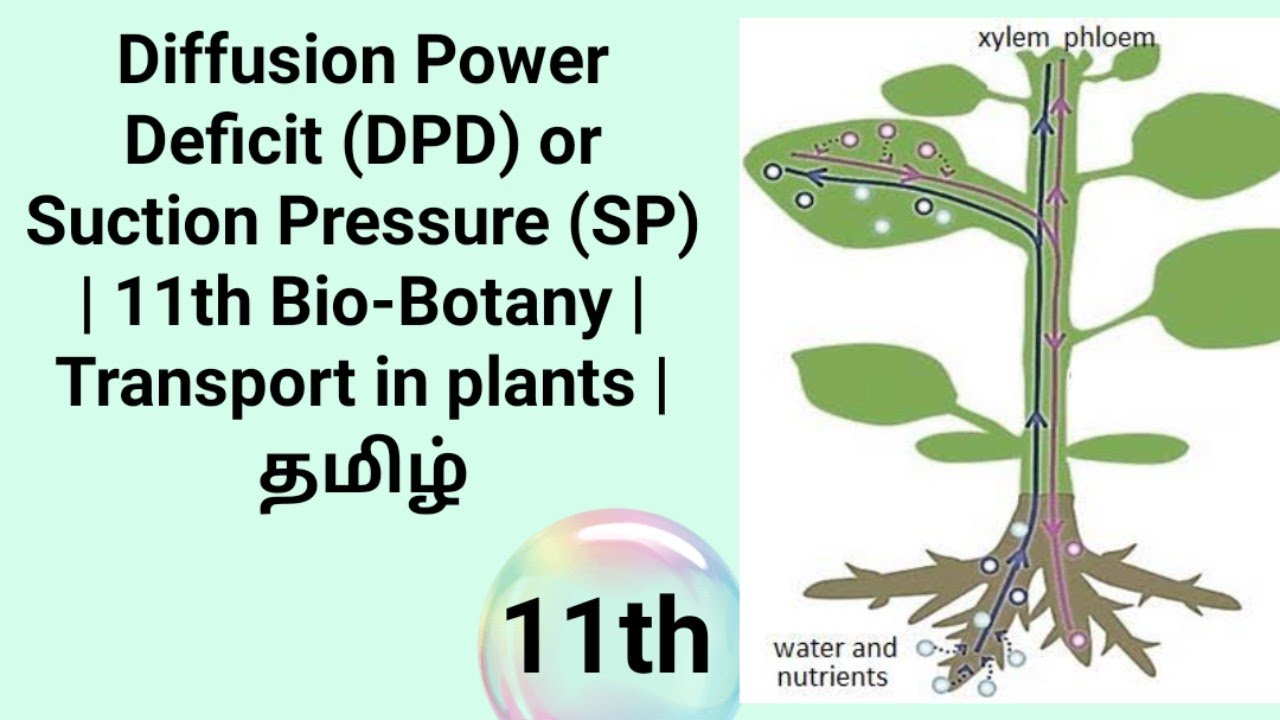 Diffusion Power Deficit (DPD) | 11th Bio-Botany | Transport in plants ...