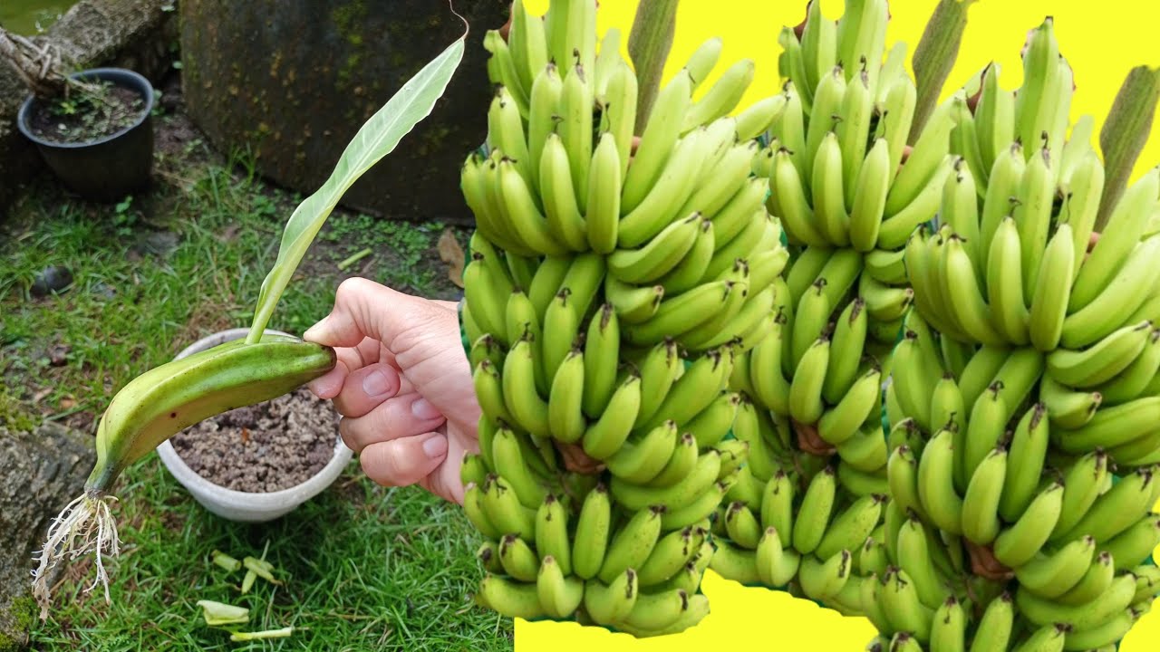 Planting banana trees from bananas_For Beginners. - YouTube