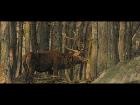The Wild Harmony