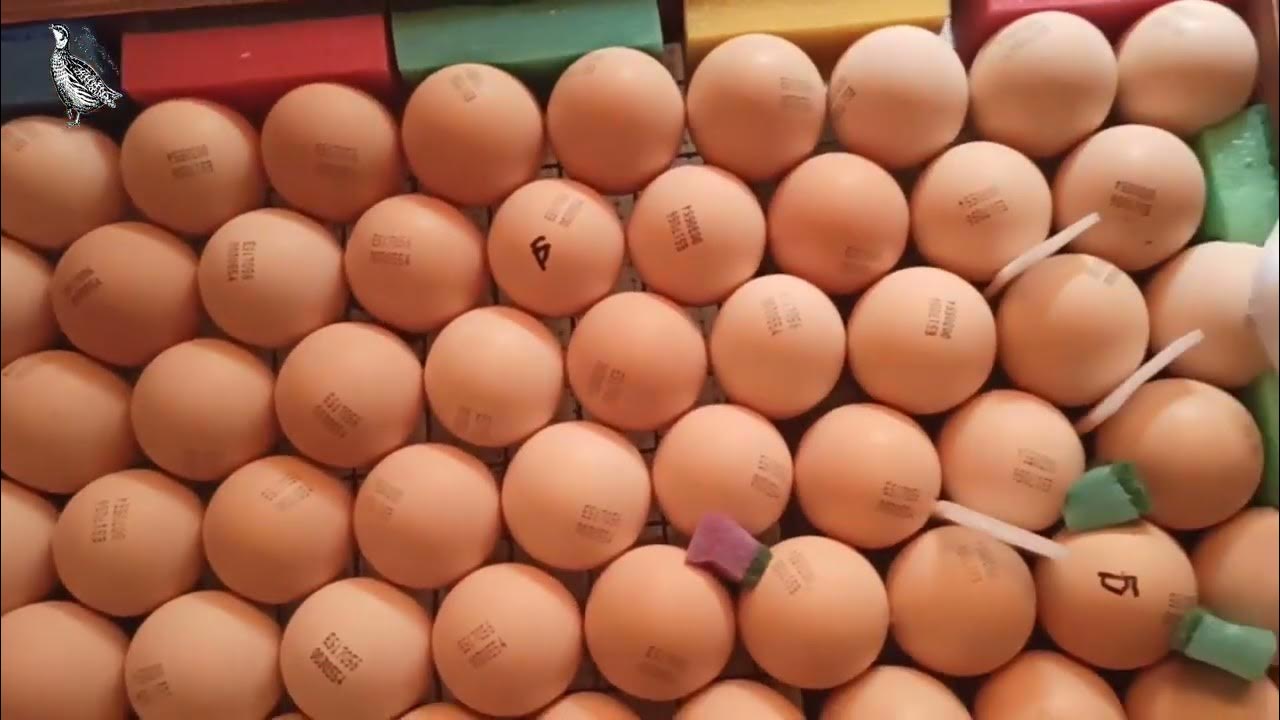 Инкубация бройлеров закладка в два яруса. Инкубатор Блиц Вегас. День ...