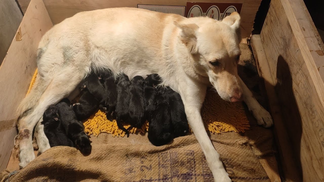 New born German shepherd puppies - YouTube