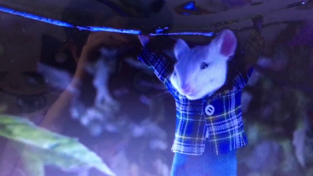 Stuart Little (1999) - Not Bad for a House Cat - YouTube