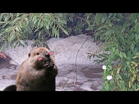 Smart beaver just made a bubble bath - YouTube