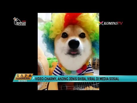 Viral: Video Anjing Tampil Layaknya Musisi