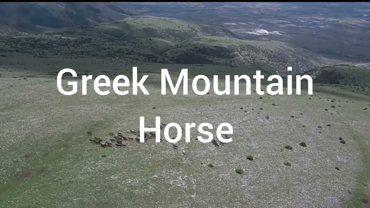 Pindos Pony - Greek Mountain Horse 🐴 Historical Horse Breed Thessalien ...