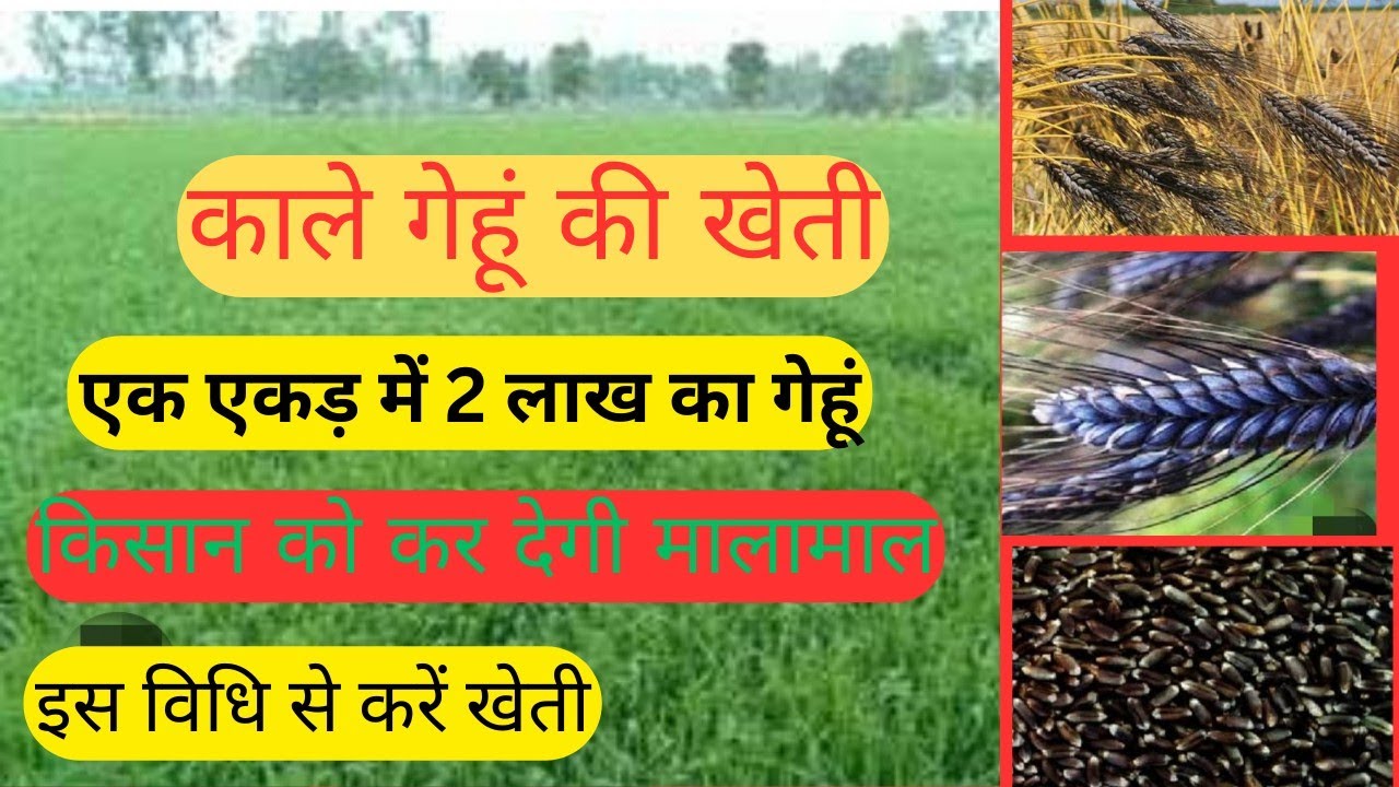 kale gehu ki kheti.काले गेहूँ की खेती। इस विधि से करें खेती होगा लाखों ...